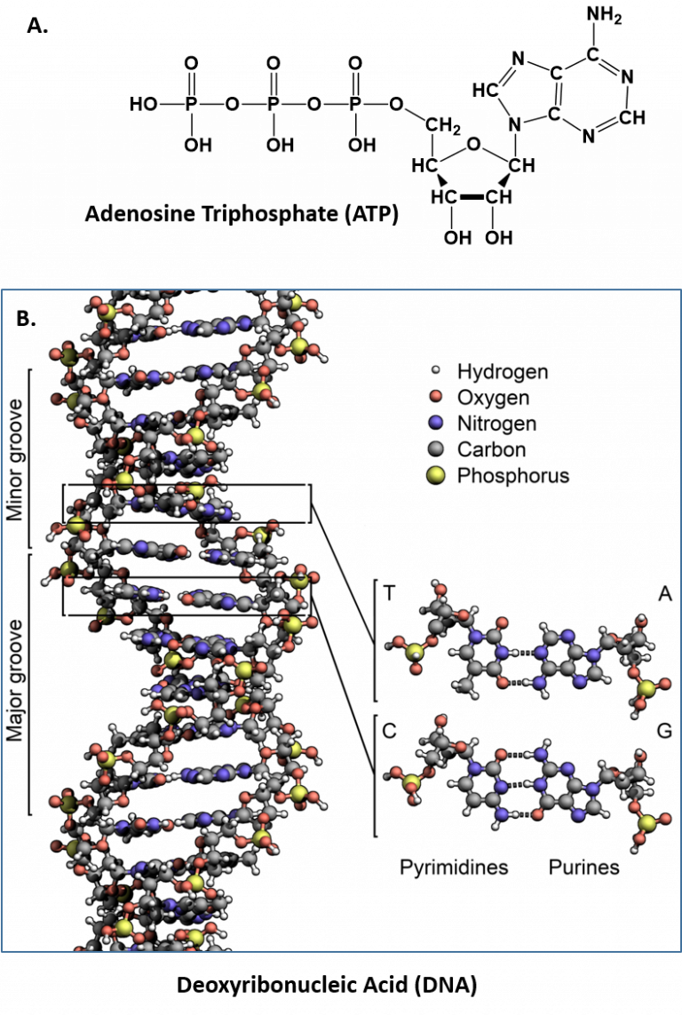 CH105: Chapter 5 - Introduction to Organic Chemistry - Chemistry