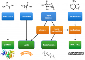 CH103 - Chapter 6: Natural Products and Organic Chemistry - Chemistry
