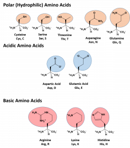 CH103 - Chapter 8: The Major Macromolecules - Chemistry