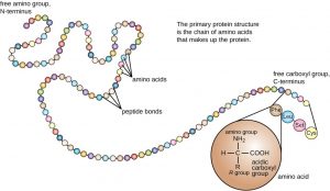 CH103 - Chapter 8: The Major Macromolecules - Chemistry