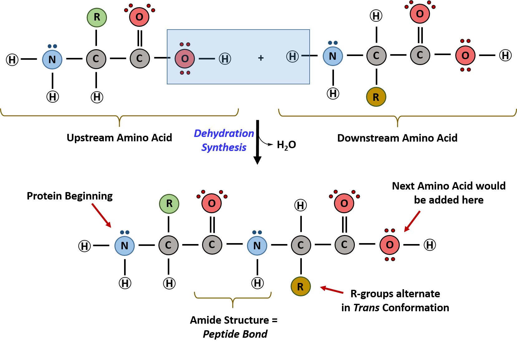 3 2 The Structure Of Proteins An Overview Biology LibreTexts