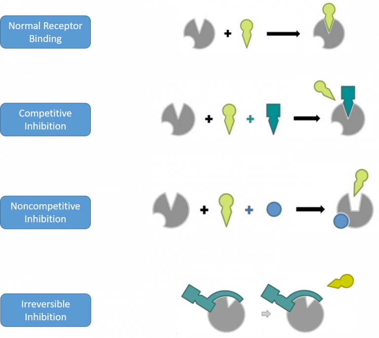 Finally, irreversible inhibitors will covalently bind to the drug ...