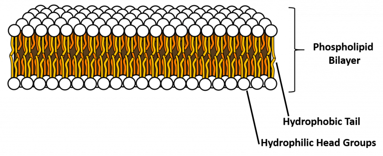 CH103 - Chapter 6: Natural Products and Organic Chemistry - Chemistry