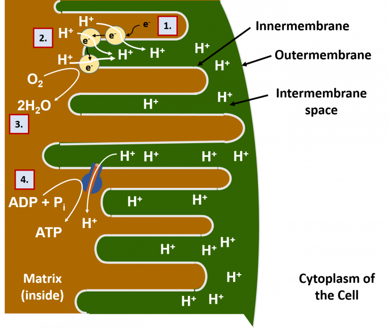A summary of the oxidative phosphorylation process is shown in Figure 7.13.