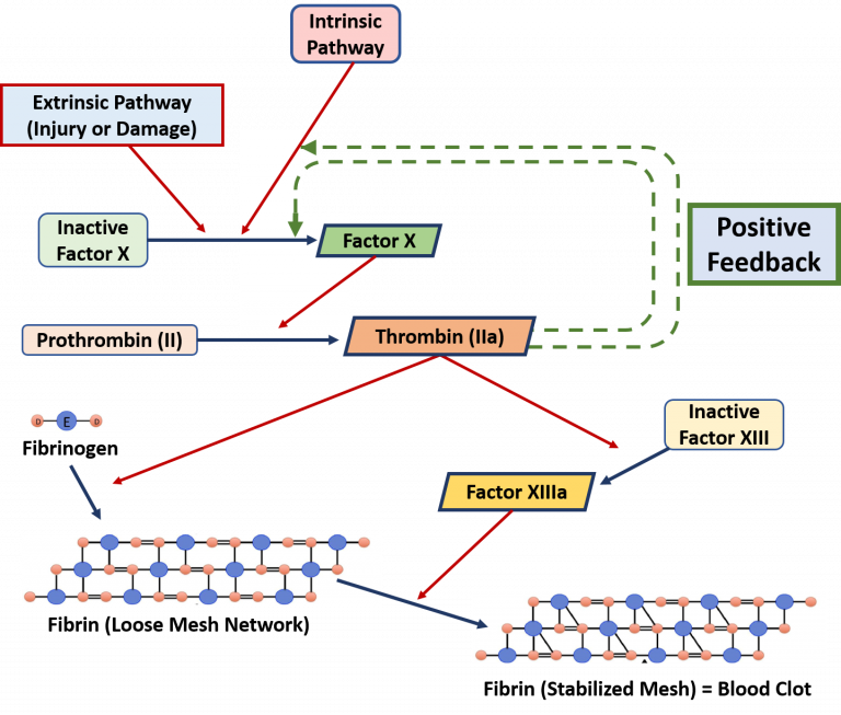 CH103 – Chapter 8: Homeostasis and Cellular Function – Chemistry