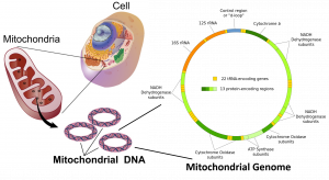 23.3: Chromosome Packaging - Biology LibreTexts