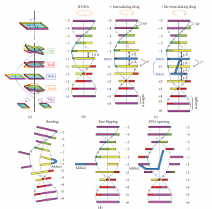 Chapter 4: DNA, RNA, and the Human Genome - Chemistry