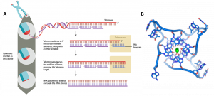 23.3: Chromosome Packaging - Biology LibreTexts