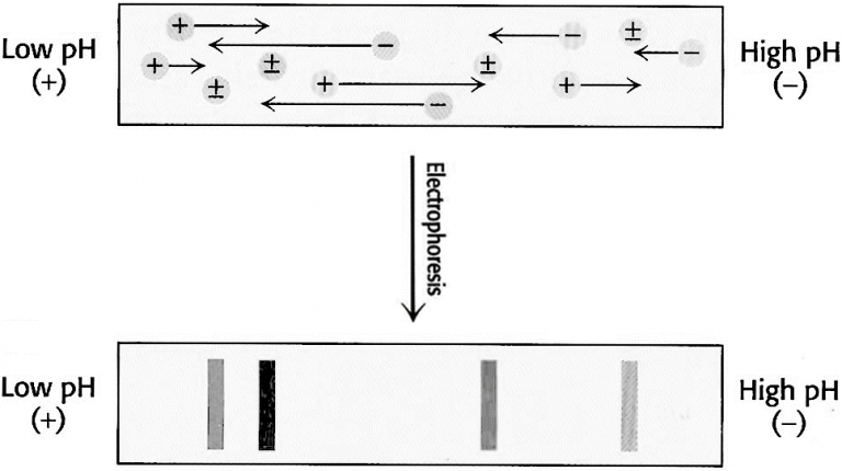 Chapter 3: Investigating Proteins – Chemistry