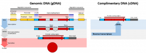 Chapter 5: Investigating DNA – Chemistry