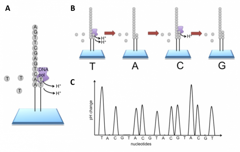 Chapter 5: Investigating DNA – Chemistry