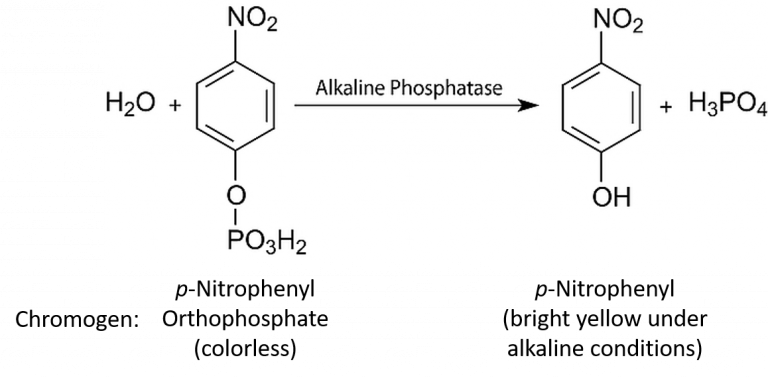 Chapter 6: Enzyme Principles and Biotechnological Applications - Chemistry