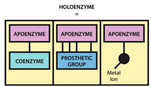 Chapter 6: Enzyme Principles and Biotechnological Applications - Chemistry