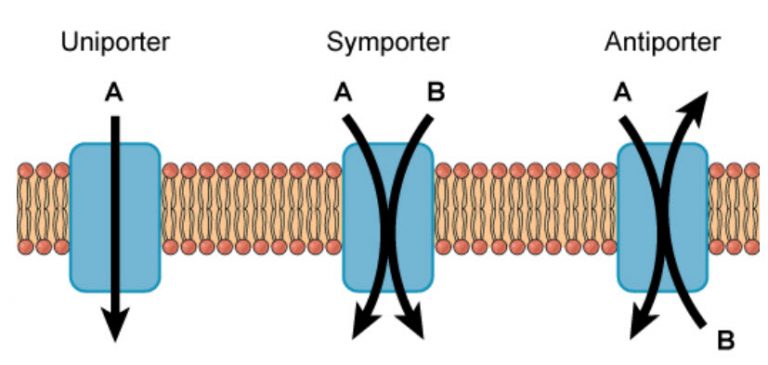 Chapter 1: The Foundations of Biochemistry - Chemistry