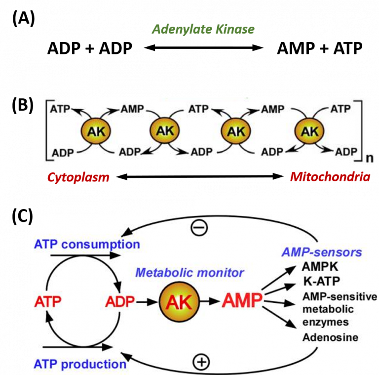 Chapter 7: Catalytic Mechanisms of Enzymes - Chemistry