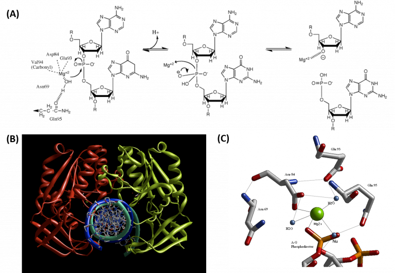 Chapter 7: Catalytic Mechanisms of Enzymes - Chemistry
