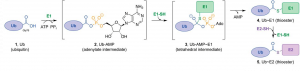 Chapter 8 – Protein Regulation and Degradation – Chemistry