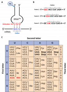 26.1: The Genetic Code - Biology LibreTexts