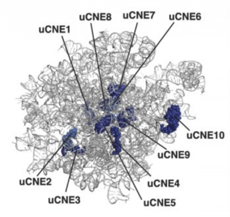 26.1: The Genetic Code - Biology LibreTexts