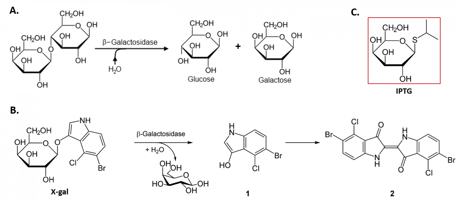 27.1: Regulation of Gene Expression in Bacteria - Biology LibreTexts