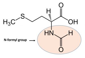 26.2: Protein Synthesis - Biology LibreTexts