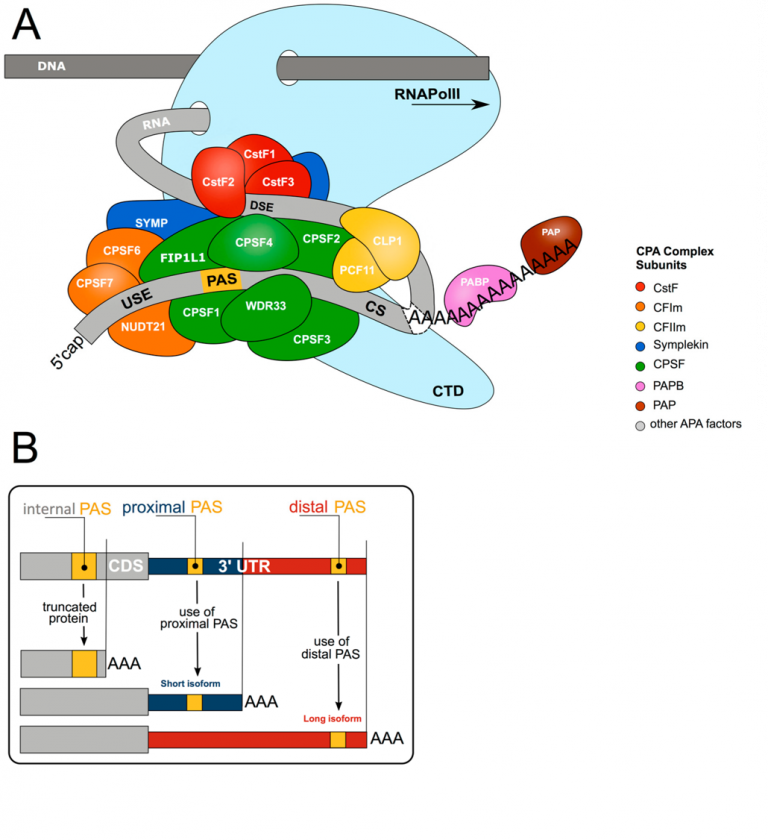 Chapter 10: Transcription and RNA Processing – Chemistry