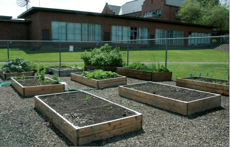 Campus garden blossoming after relocation - The Western Howl