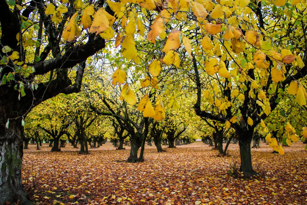 Transforming Western into a fall fashion show - The Western Howl