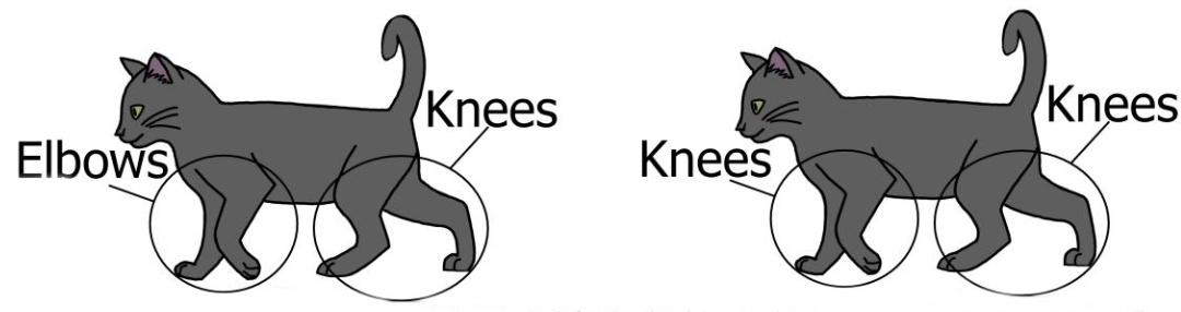 Humor: The eternal debate: do cats have elbows or knees? – The Western Howl