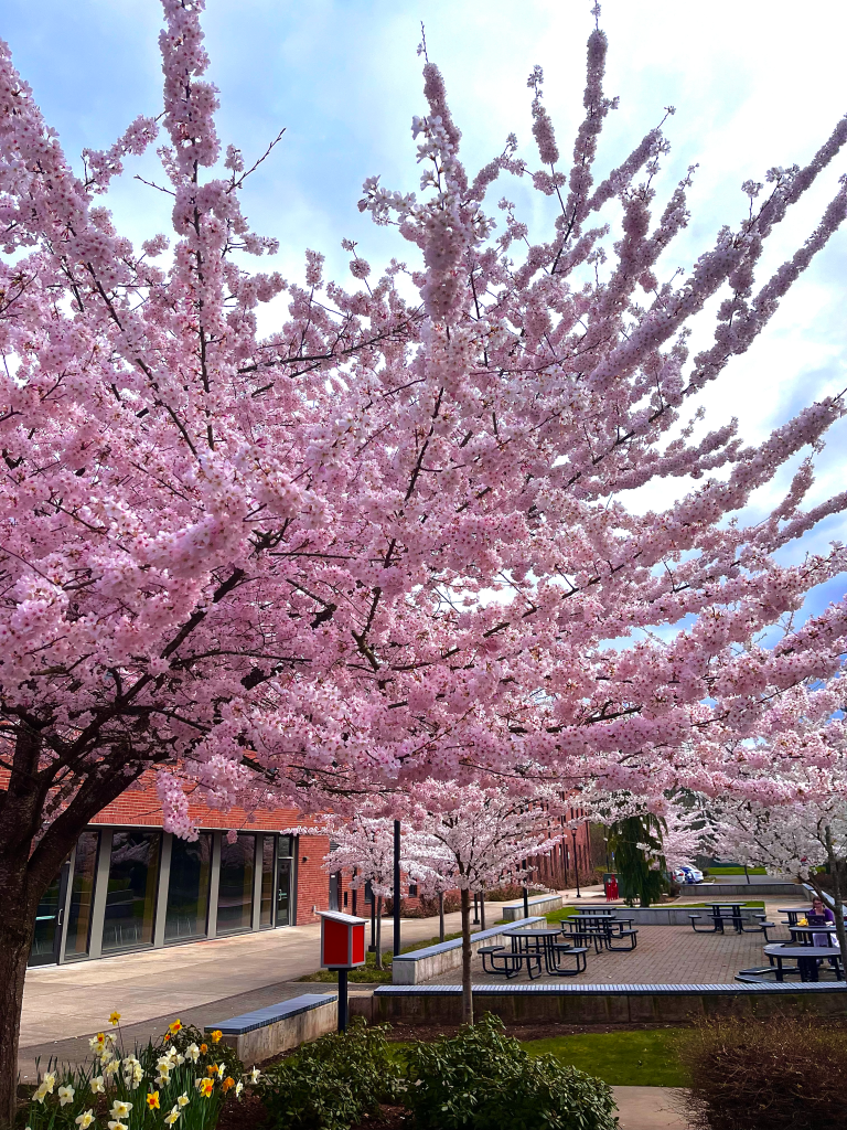 Oregon blooms - The Western Howl